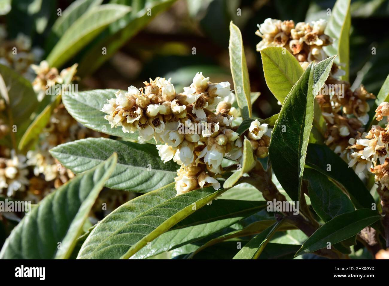 Loquat, Japanese medlar, Japanische Wollmispel, Eriobotrya japonica ...