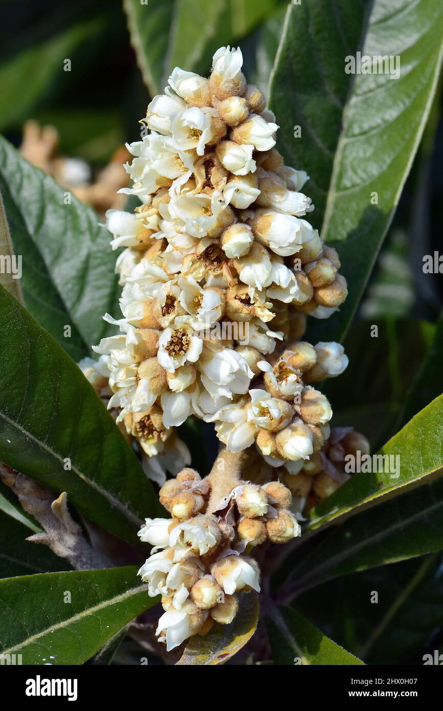Japan medlar hi-res stock photography and images - Alamy