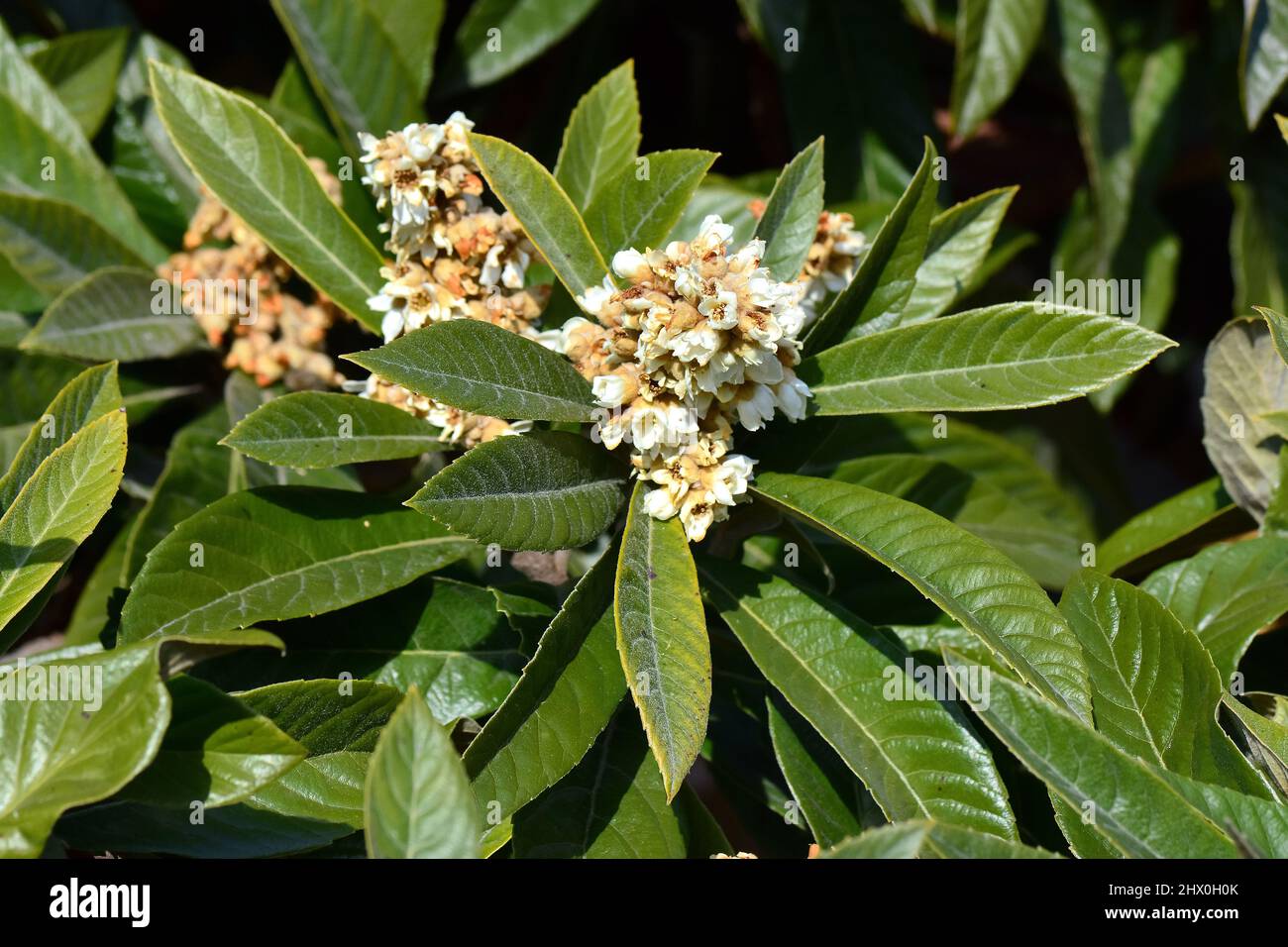 Loquat, Japanese medlar, Japanische Wollmispel, néflier du Japon ...