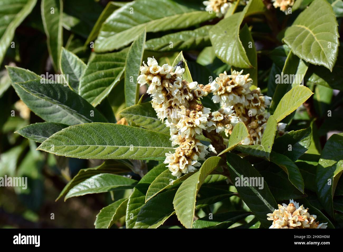 Loquat, Japanese medlar, Japanische Wollmispel, néflier du Japon ...