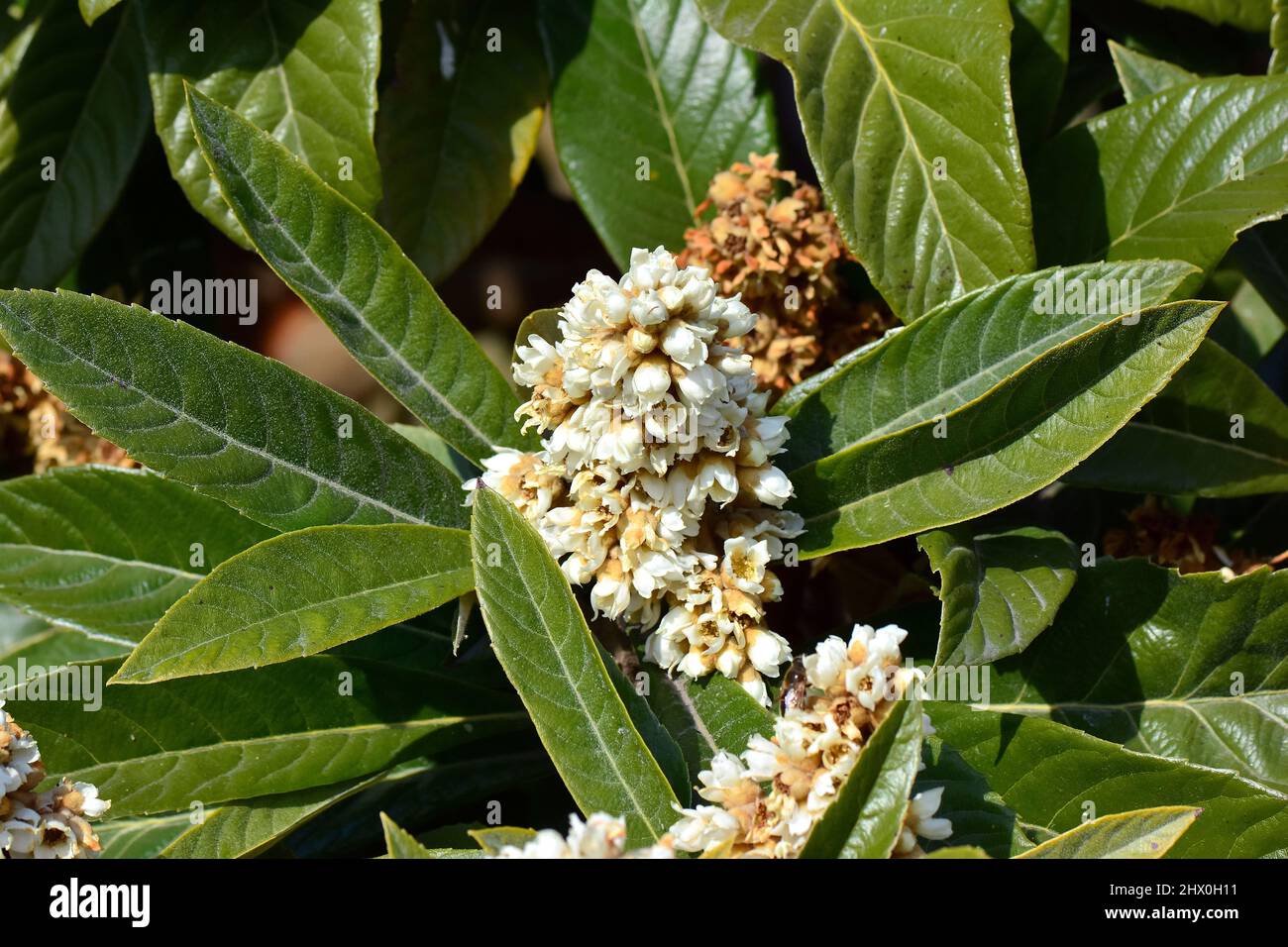 Loquat, Japanese medlar, Japanische Wollmispel, néflier du Japon ...