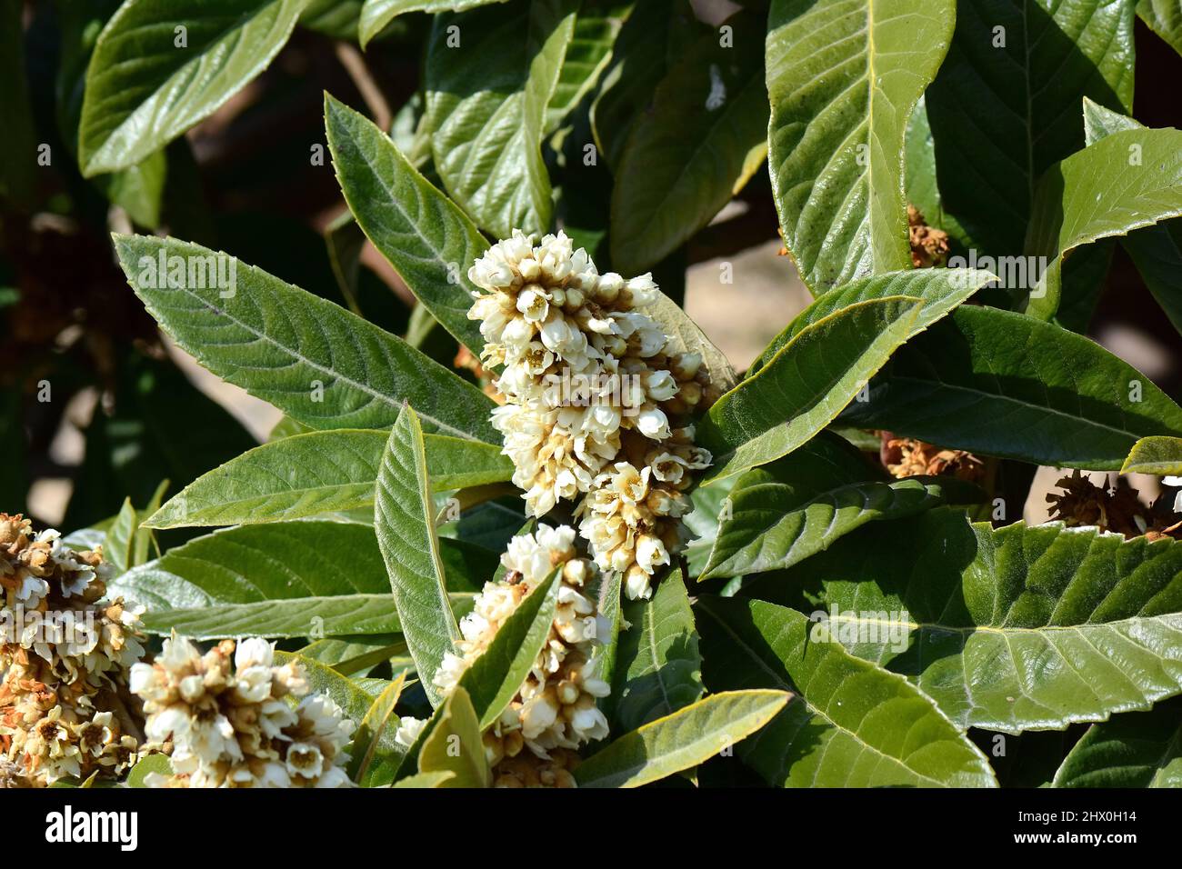 Japanische mispel hi-res stock photography and images - Alamy