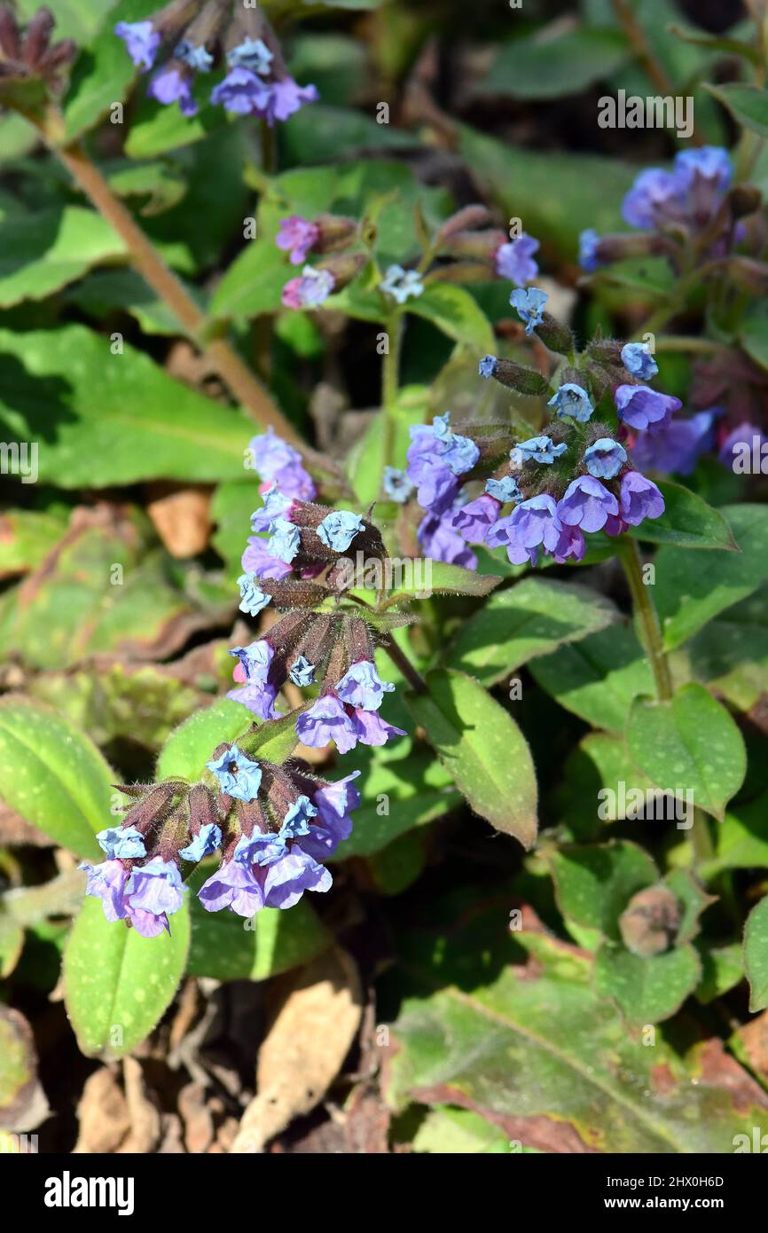 Orvosi tudofu hi-res stock photography and images - Alamy