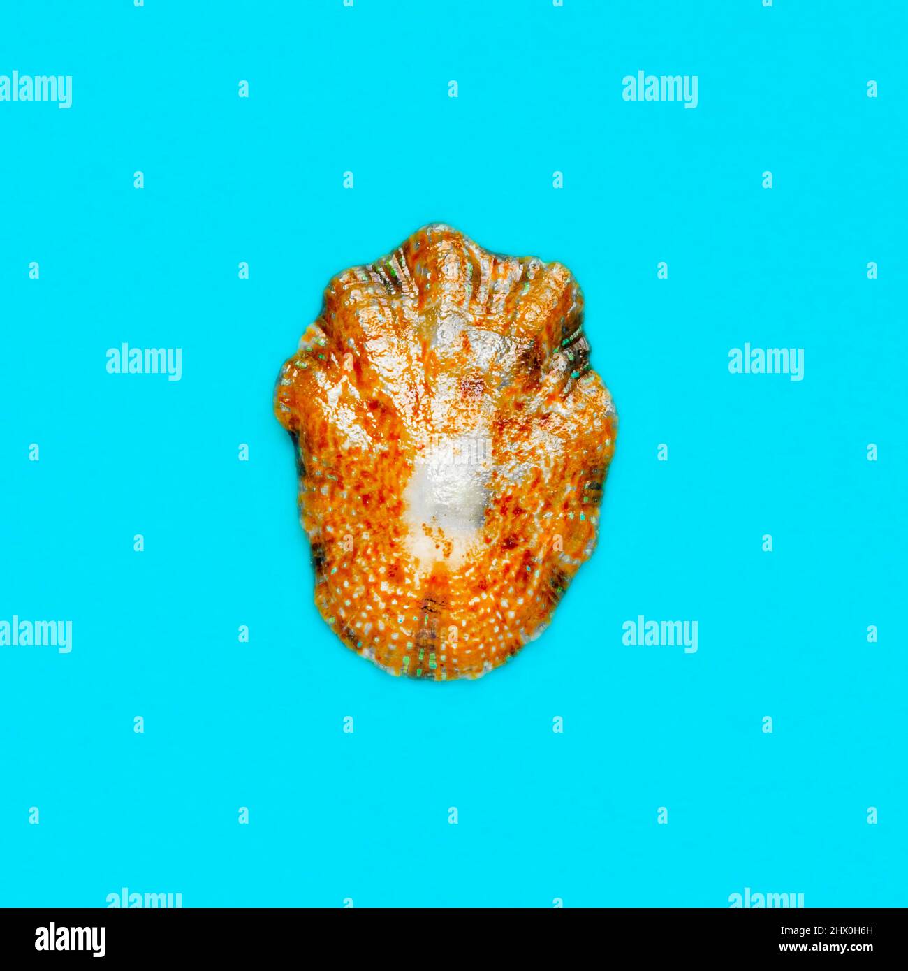 Flat Lay isolated image of a coastal seashell on a light blue ...