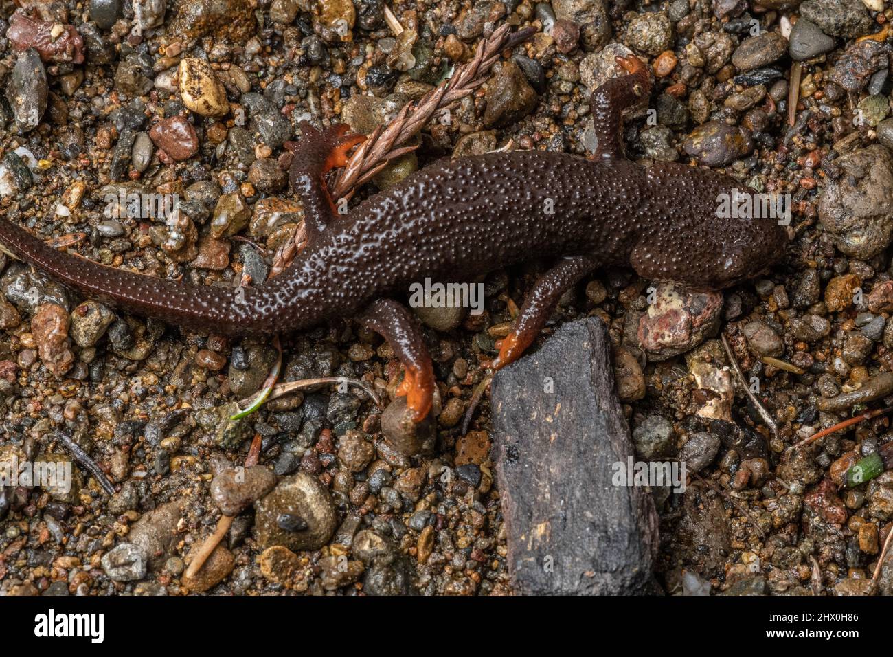 A Rough skinned newt (Taricha granulosa), a poisonous amphibian, walks ...