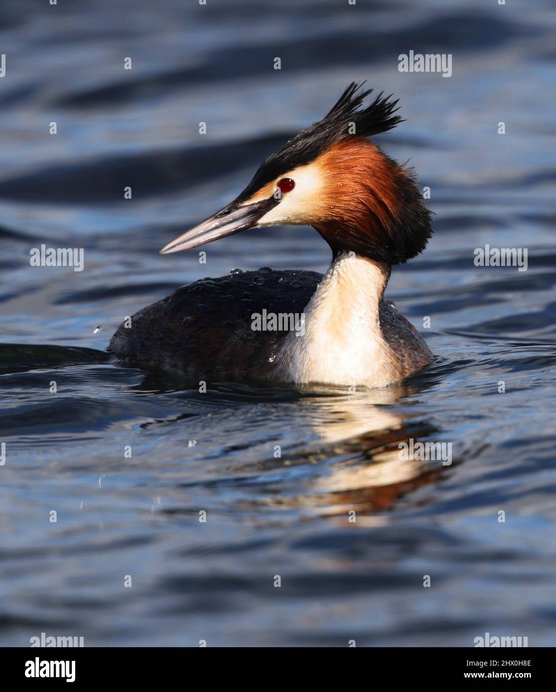 A beautiful Great Crested Grebe in full breeding plumage in the spring ...