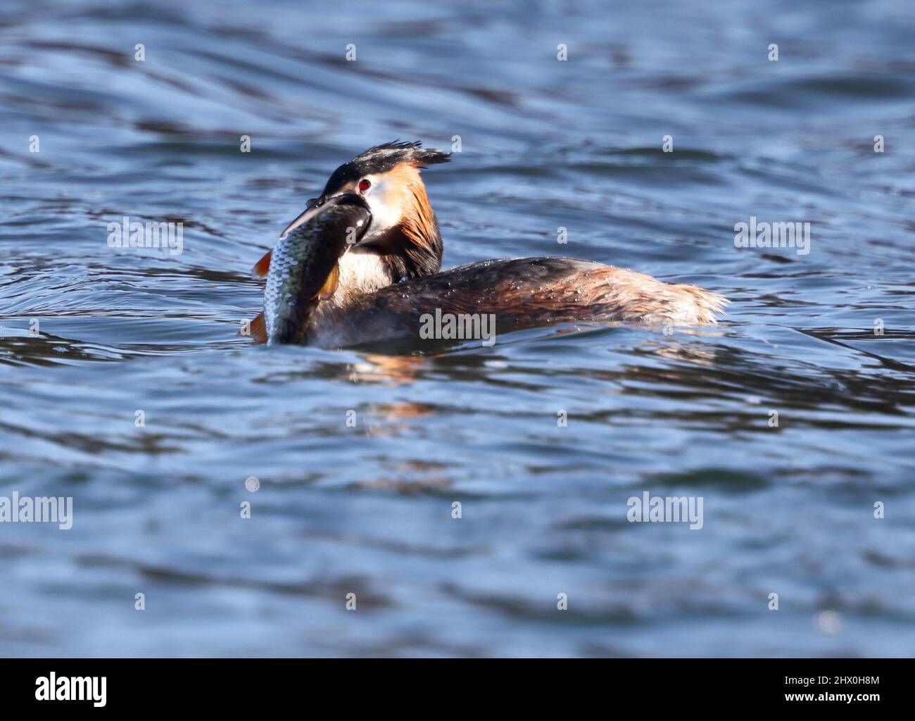 A Great Crested Grebe has caught an impossibly large fish Stock Photo ...