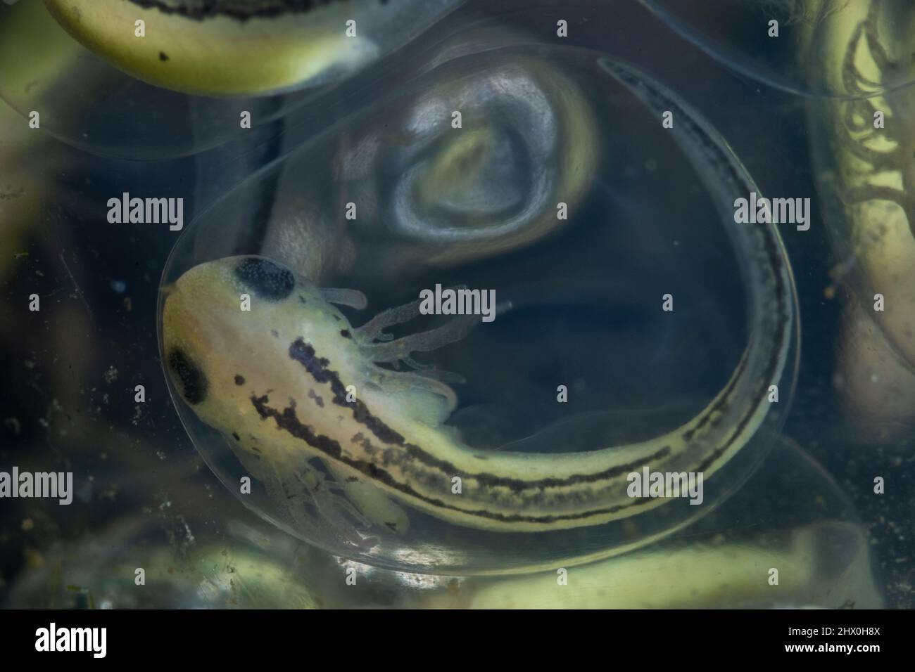 Salamander eggs in water hi-res stock photography and images - Alamy