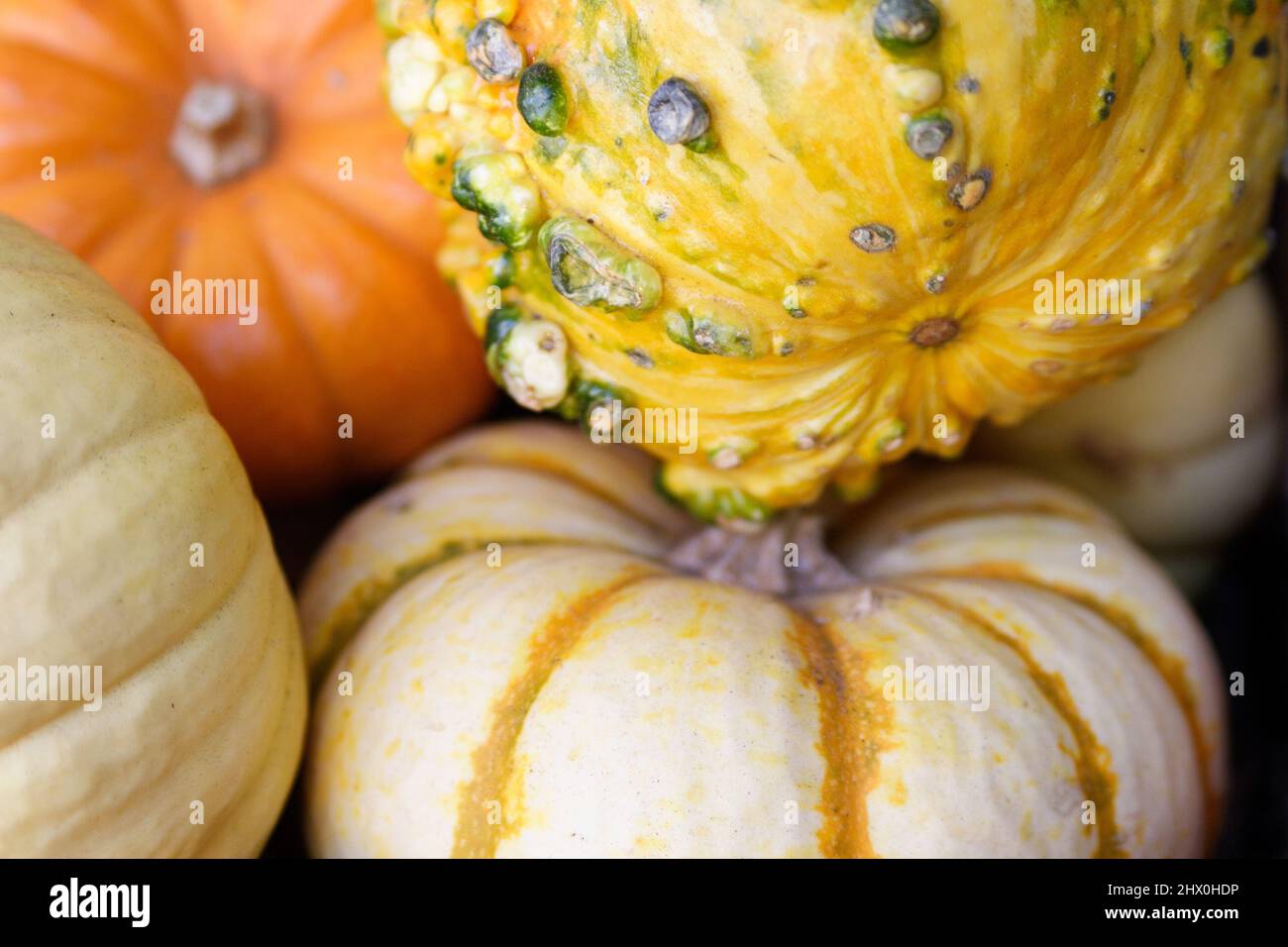 Striped gourd hi-res stock photography and images - Alamy