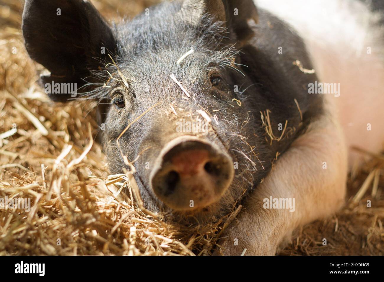Pig pen animals outside hi-res stock photography and images - Alamy