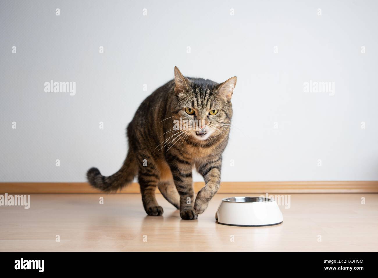 angry cat dislikes pet food in feeding bowl looking at camera with copy ...