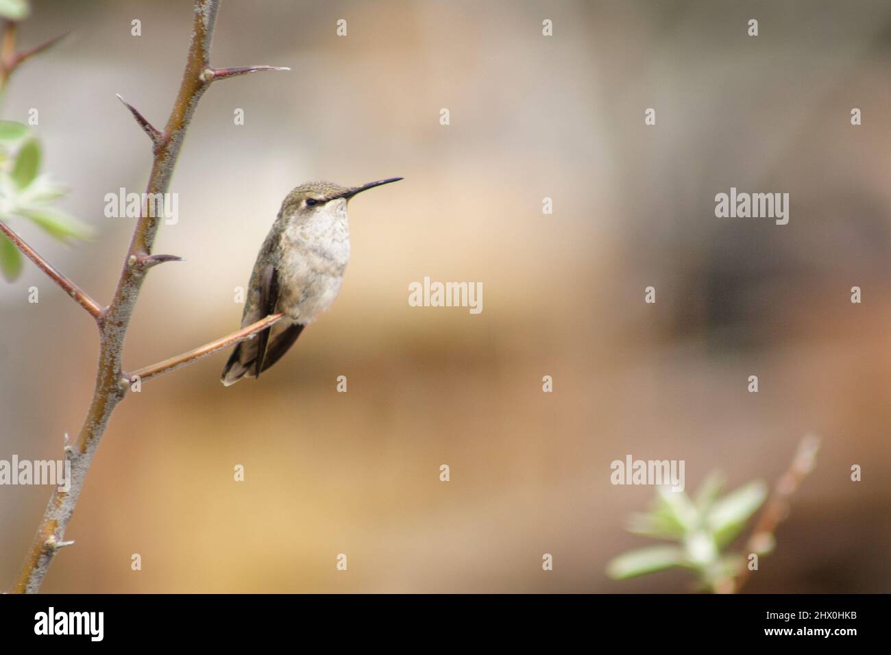 Humming bird perched on an olive tree branch Stock Photo - Alamy