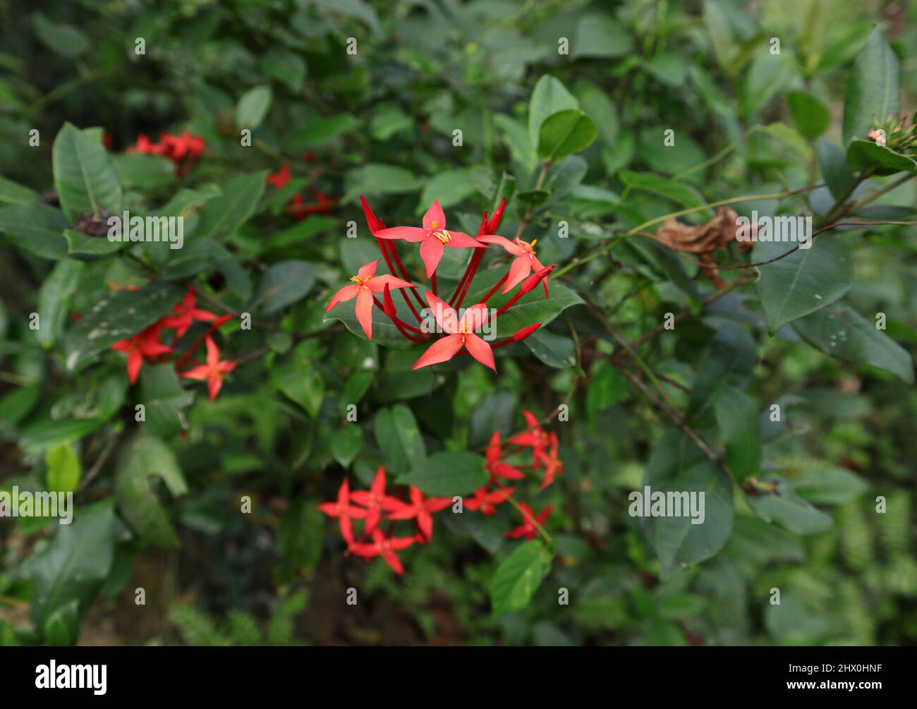 Rathambala hi-res stock photography and images - Alamy