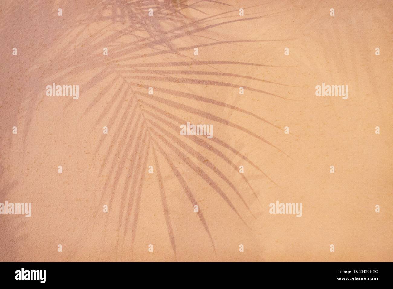 shadow of palm frond on cream colored wall tropical summer feel Stock ...