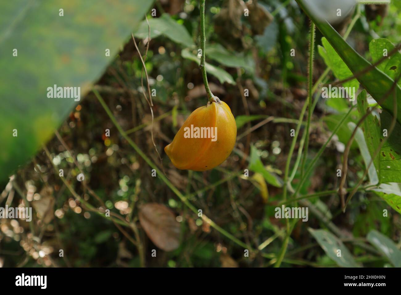 Hanging eves apple hi-res stock photography and images - Alamy