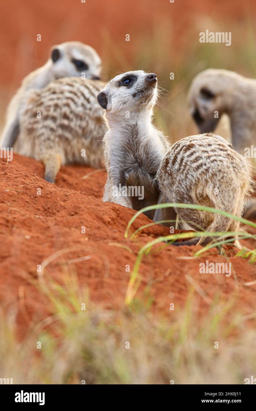 Meerkat, Addo Elephant National Park Stock Photo - Alamy