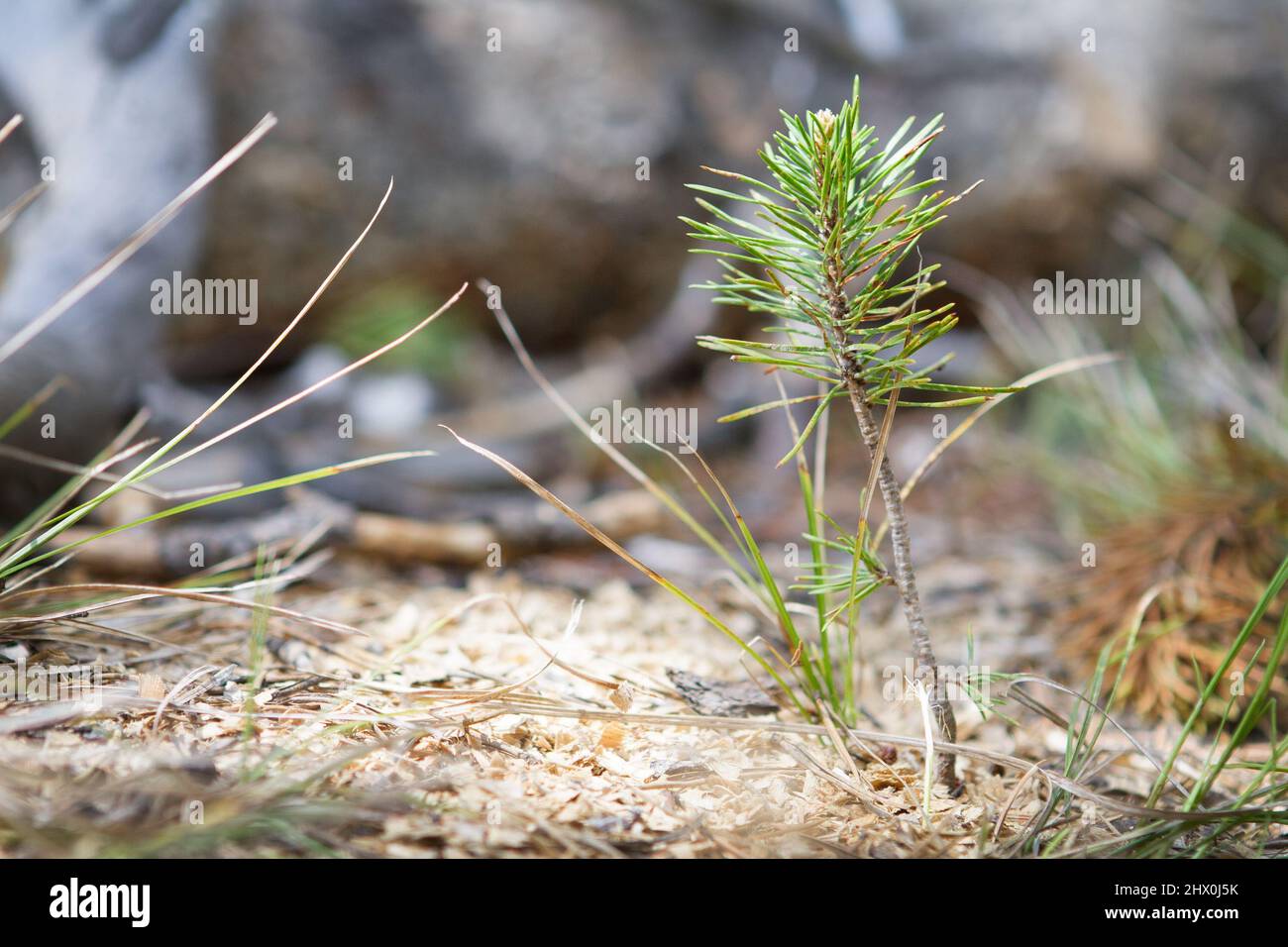 Cedar sapling hi-res stock photography and images - Alamy
