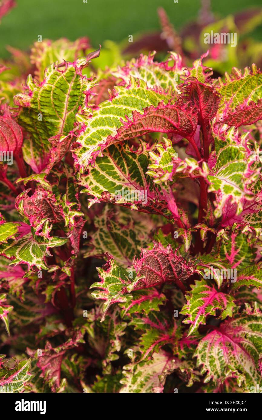 Coleus plant (Silk Sunset) at Prescott Park in Portsmouth, New ...