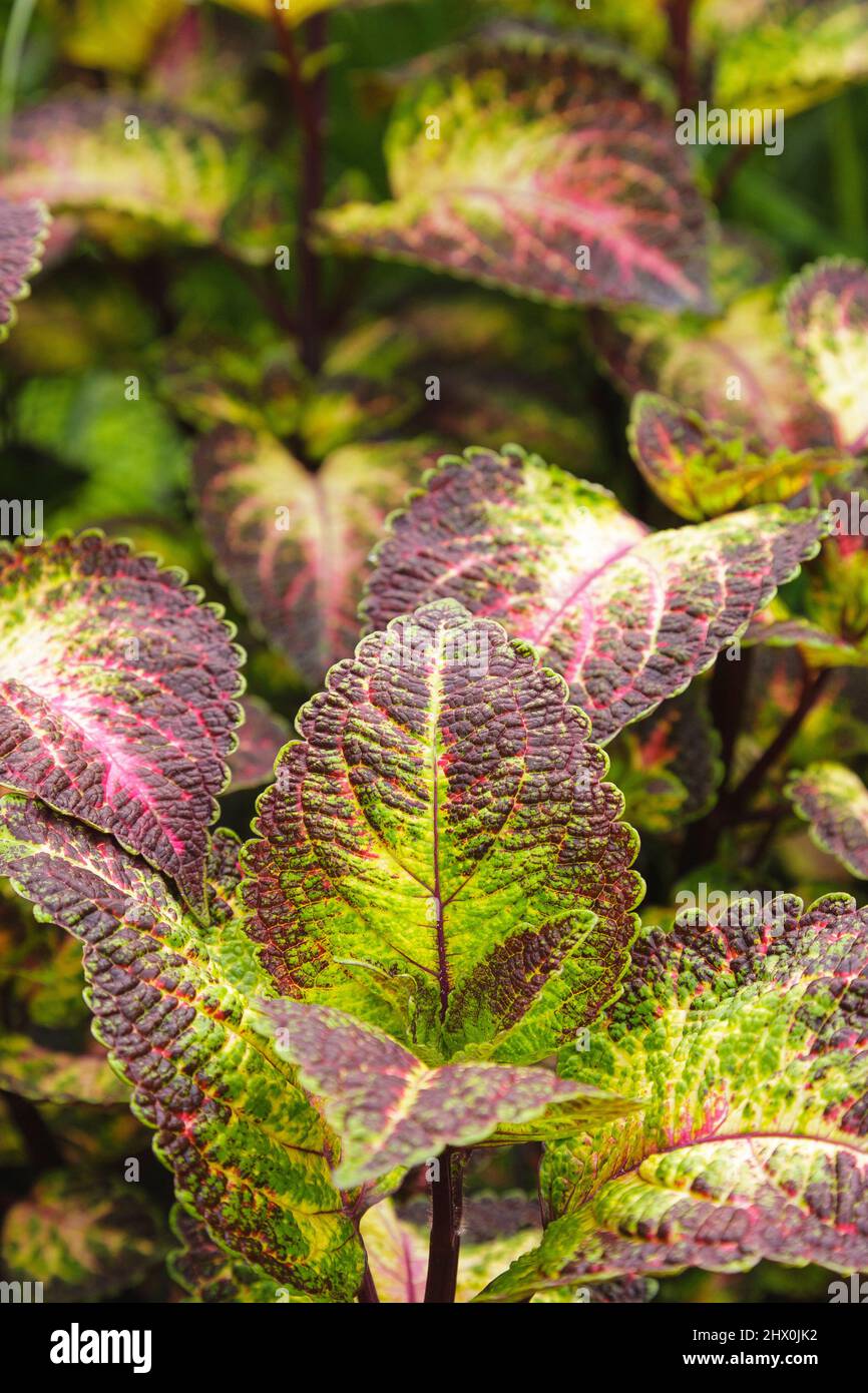 Coleus plant (Jade) at Prescott Park in Portsmouth, New Hampshire ...