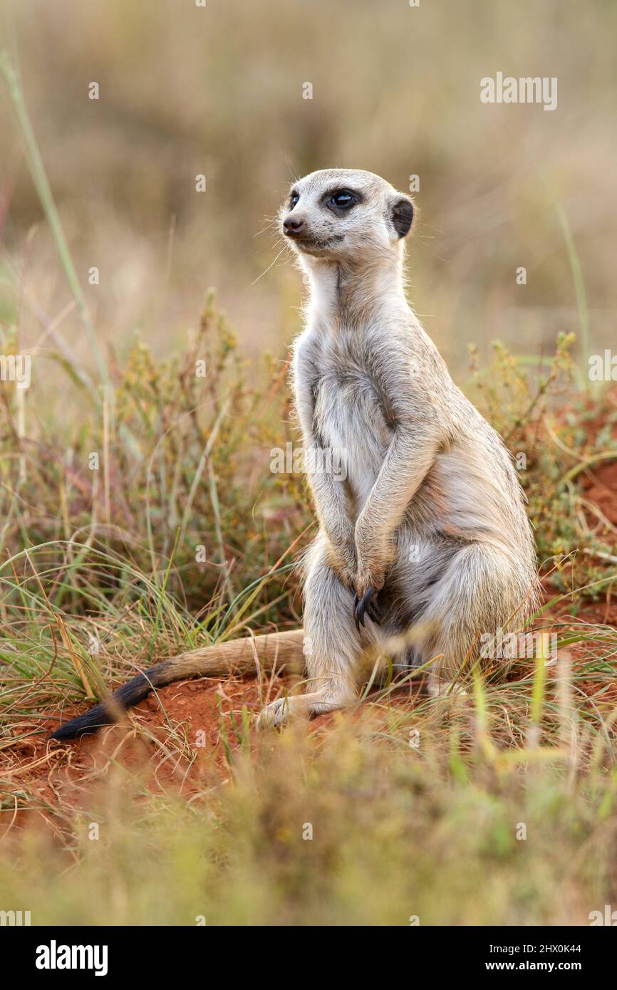 Meerkat, Addo Elephant National Park Stock Photo - Alamy