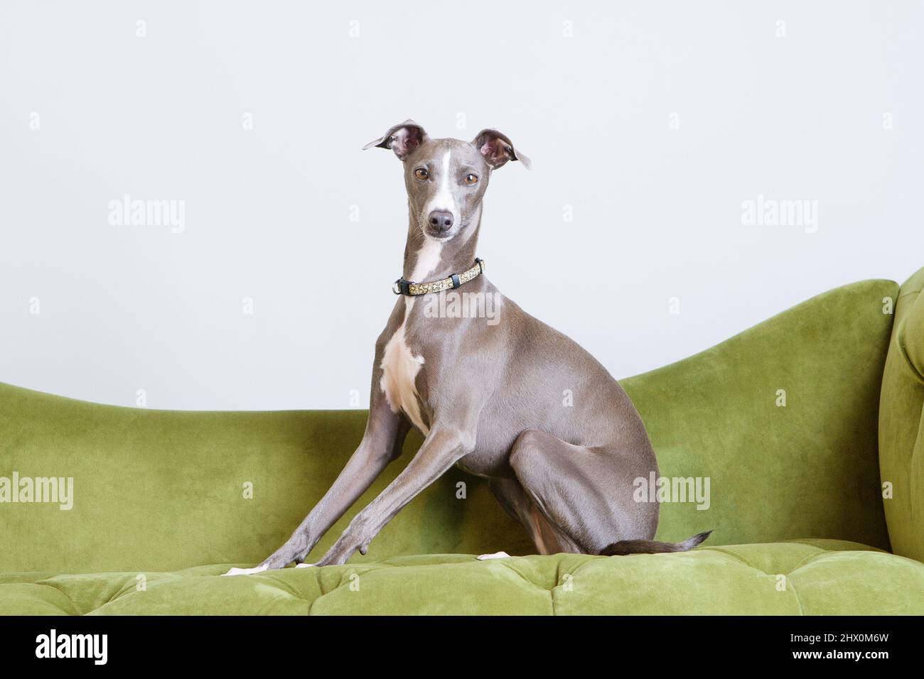Italian greyhound in studio. Sitting up looking at camera. Blue ...