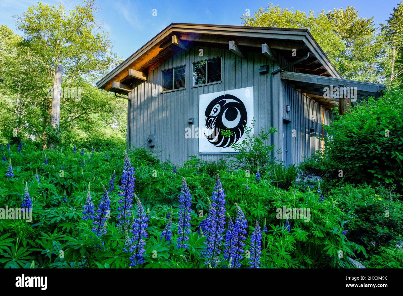 Indigenous tsleil waututh artist hi-res stock photography and images ...