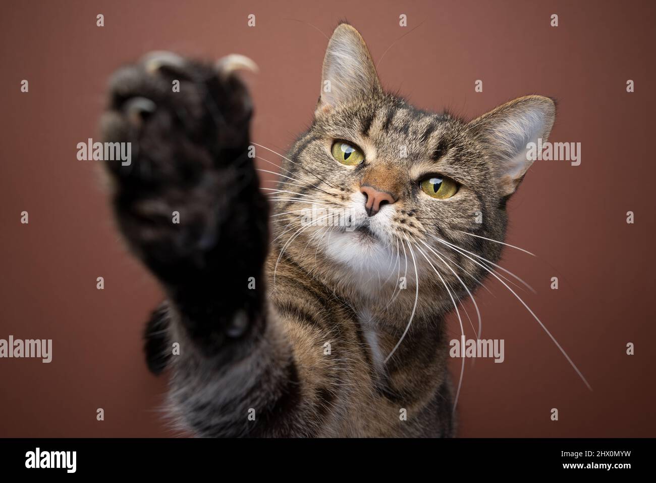 playful tabby shorthair cat raising paw reaching at camera showing ...