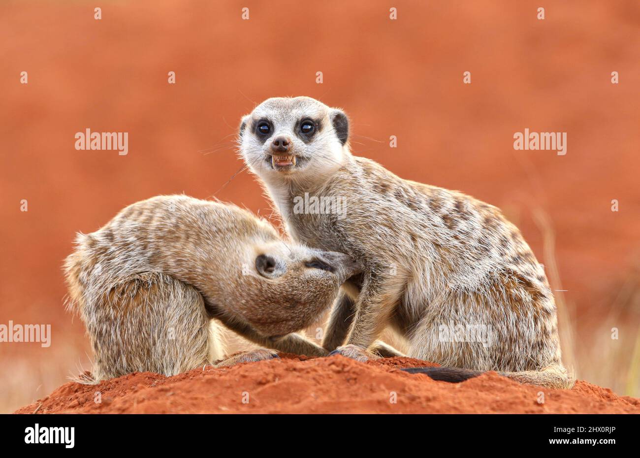 Meerkat, Addo Elephant National Park Stock Photo - Alamy