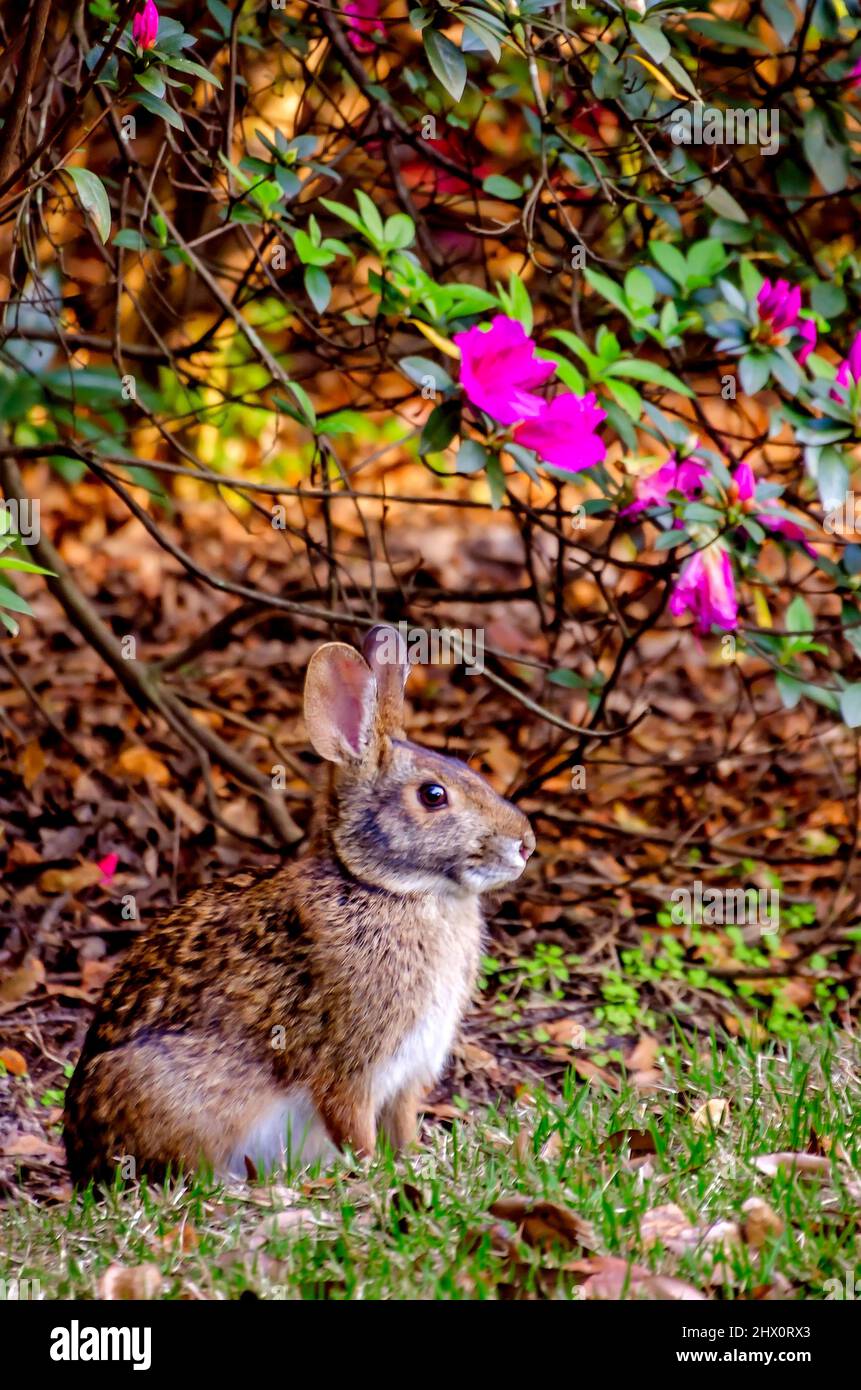 A swamp rabbit (Sylvilagus aquaticus) forages in a flowerbed at ...