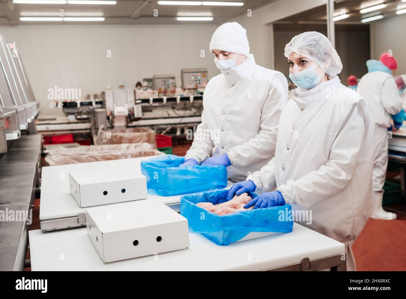 Line for the production of semi-finished meat products.Meat processing ...