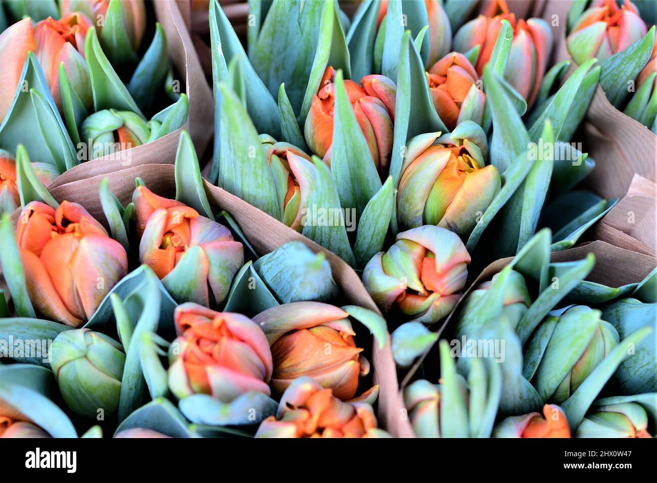 Tulips from above hi-res stock photography and images - Alamy