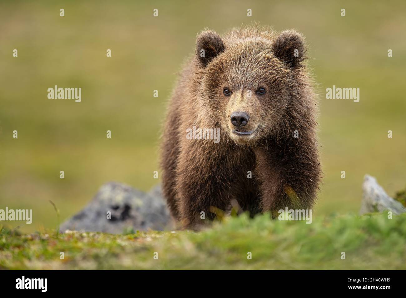 Brown Bear Cub Stock Photo - Alamy