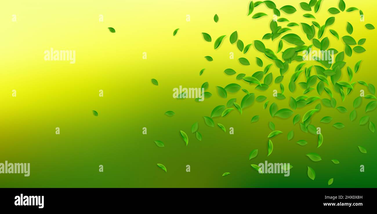 Falling green leaves. Fresh tea chaotic leaves flying. Spring foliage ...
