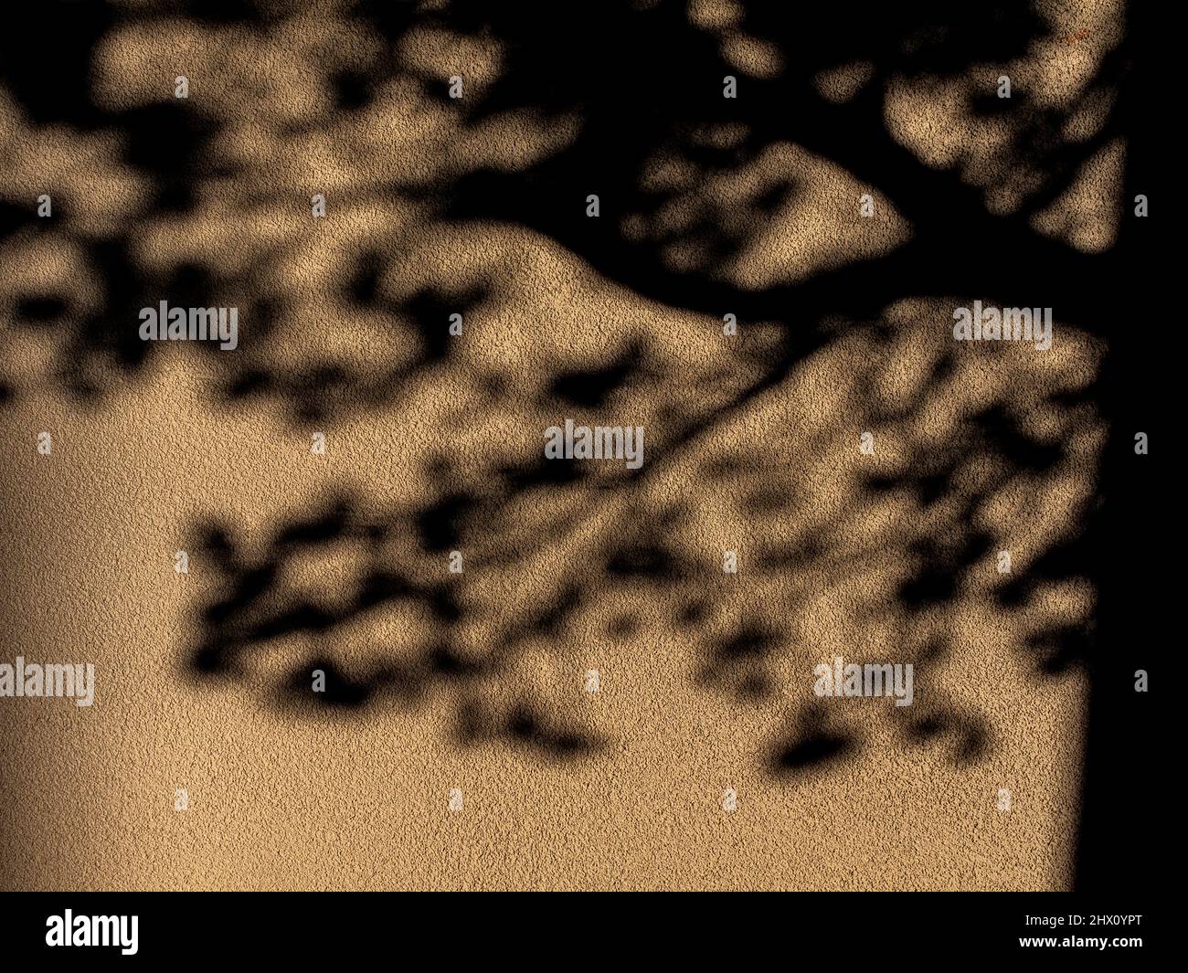 stucco texture wall with tree shadow in Albuquerque, New Mexico Stock ...