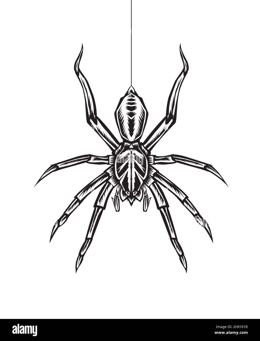 Top view tarantula spider Black and White Stock Photos & Images - Alamy