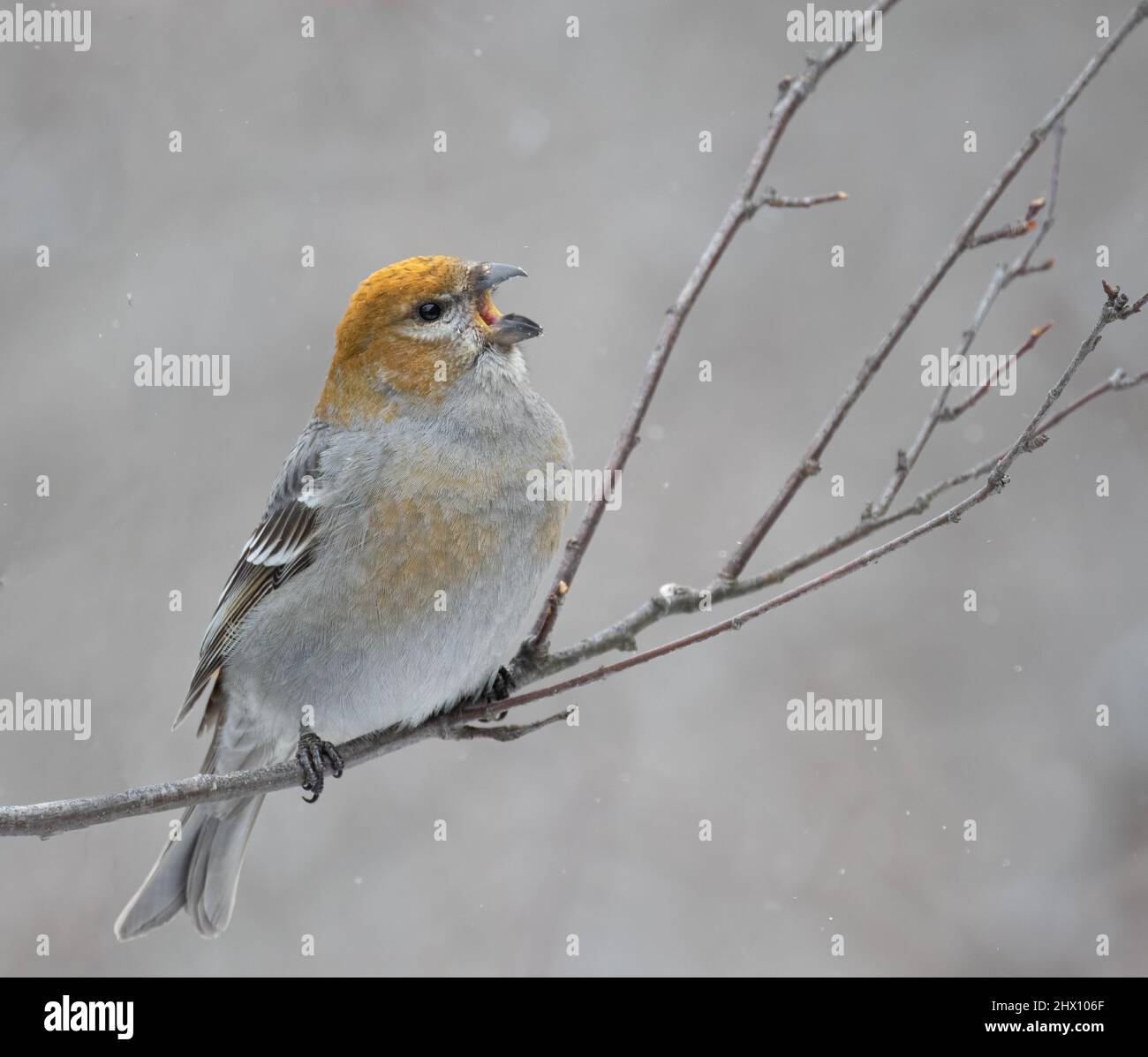 A female White-winged Crossbill ( Loxia leucoptera ) in a tree in ...