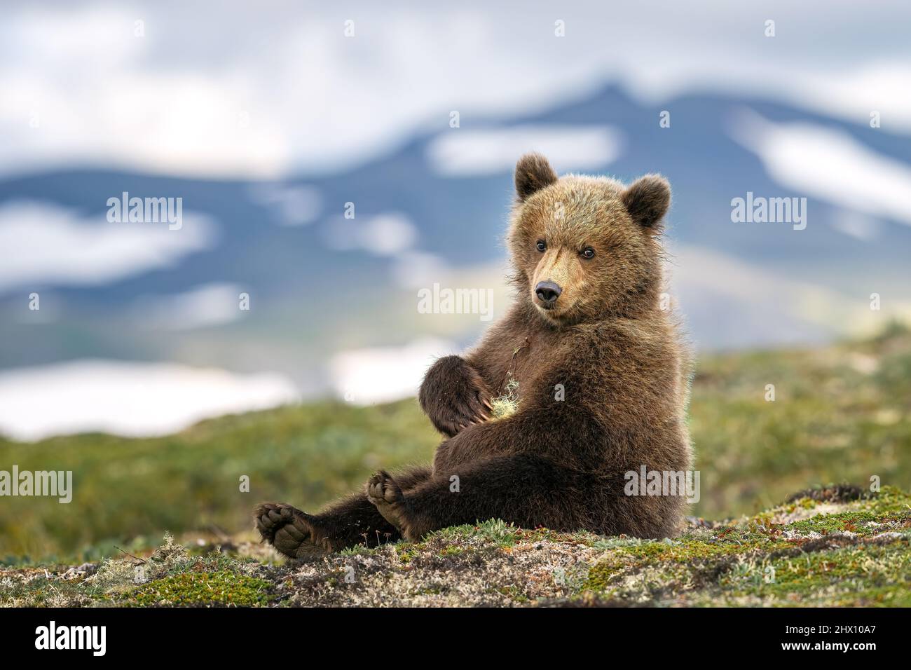 Brown Bear Cub Stock Photo - Alamy