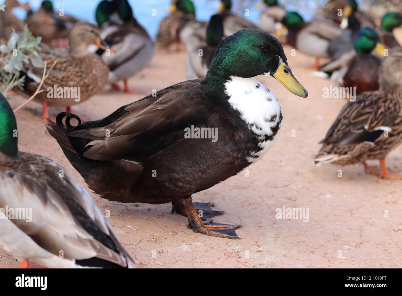 Duclair duck a species of domestic duck surrounded by his wild cousins ...