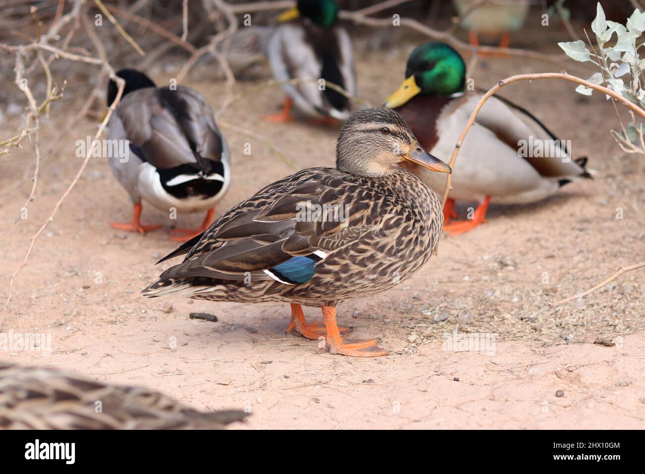 Mallard markings hi-res stock photography and images - Alamy