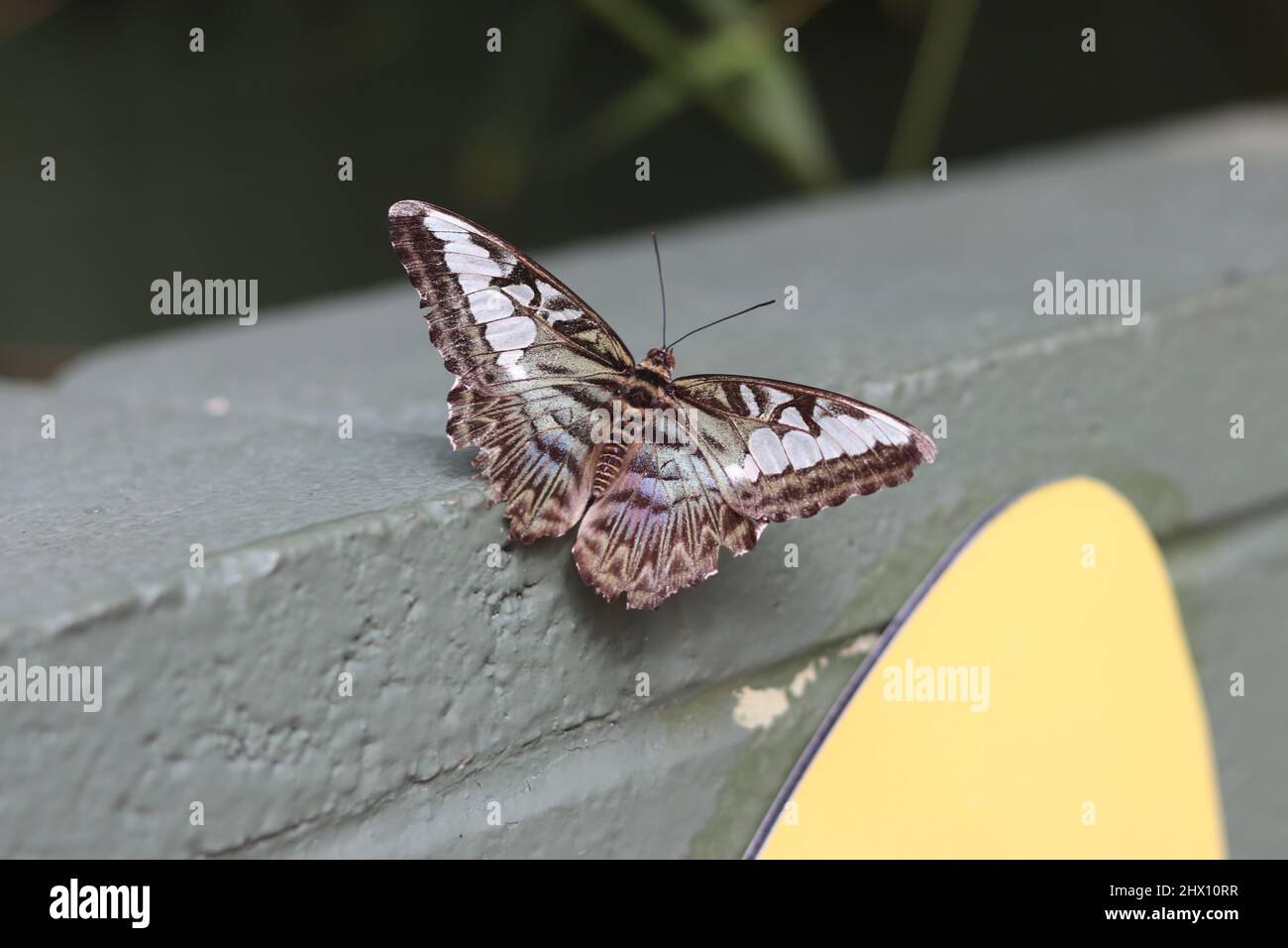 Blue Clipper butterfly or Parthenos sylvia lilacinus resting on side of ...