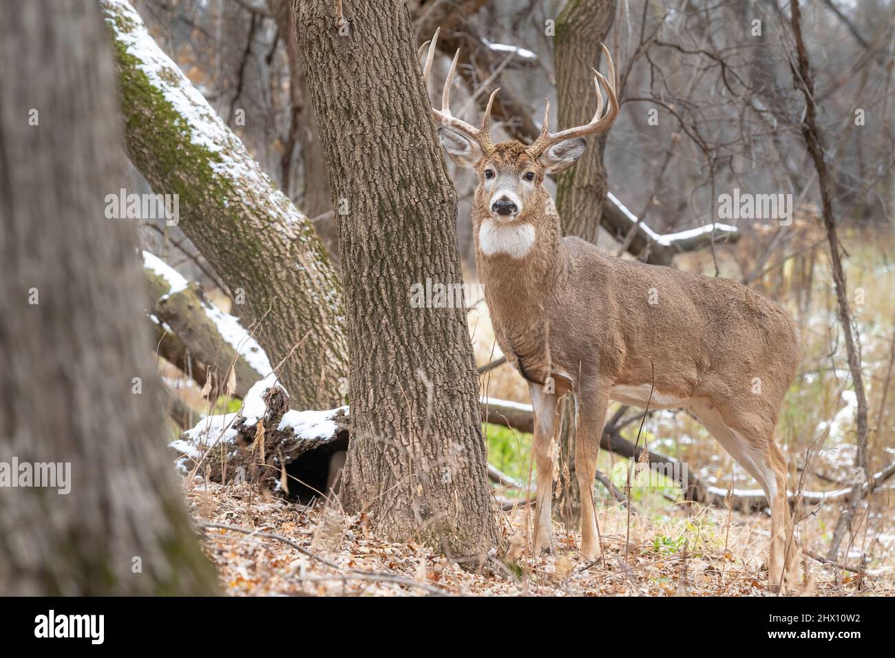 White-tailed deer (Odocoileus virginianus), trophy buck, Autumn, E ...