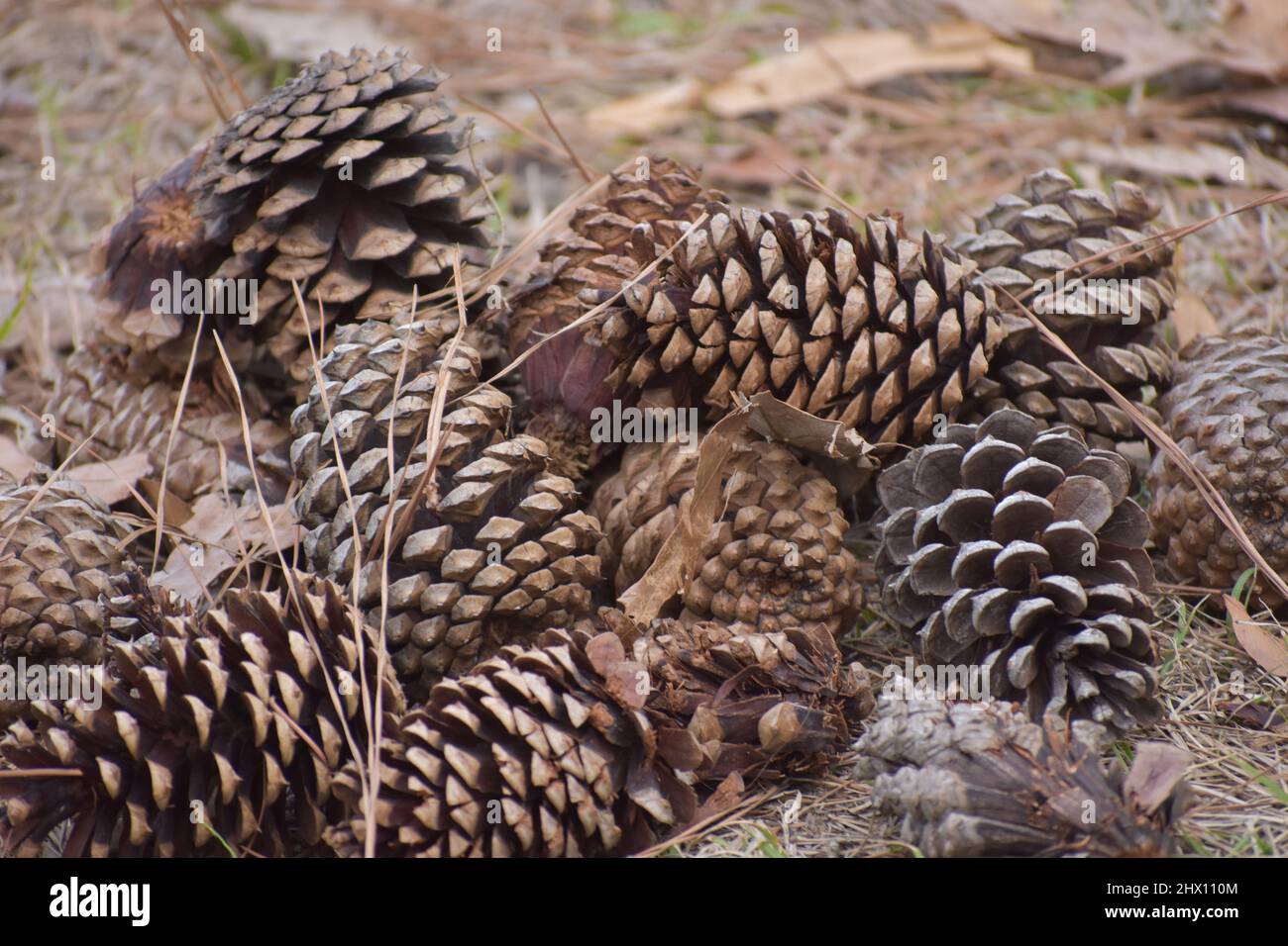 The neddles hi-res stock photography and images - Alamy