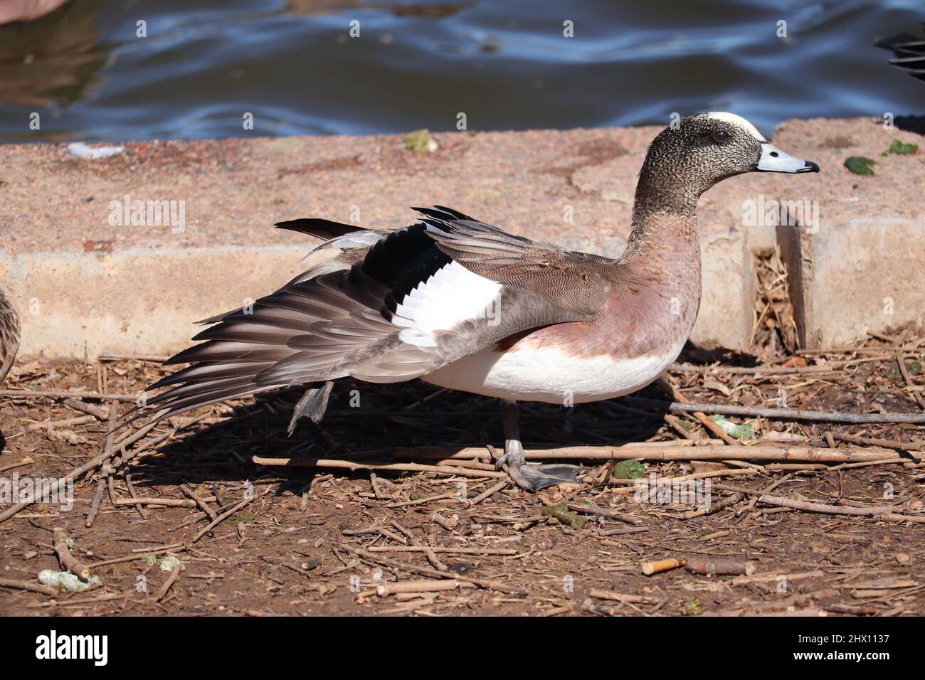 Wigeon stretching wing hi-res stock photography and images - Alamy