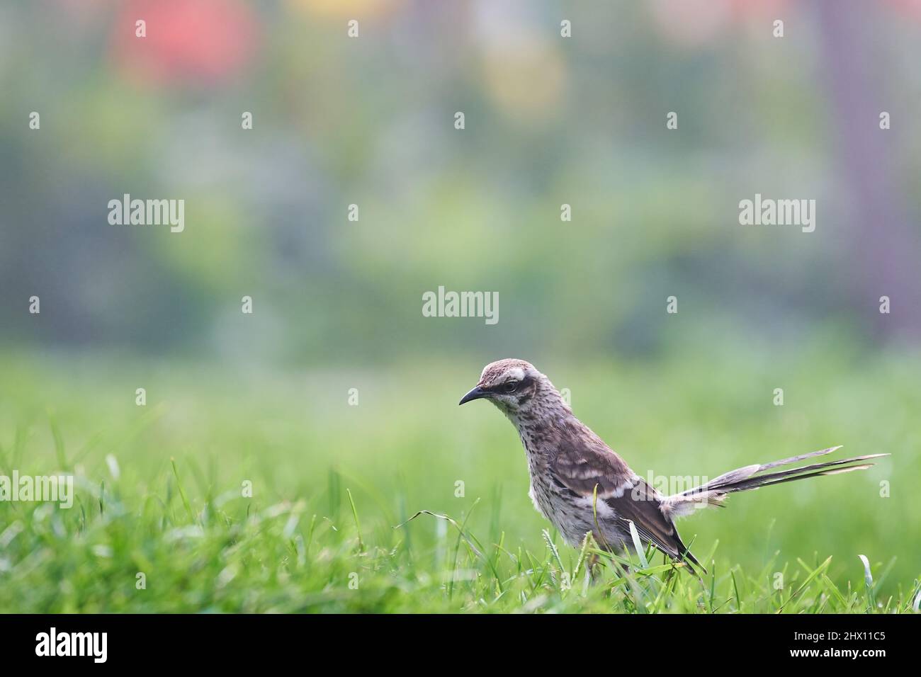 Long tailed Mockingbird (Mimus longicaudatus) perched on fresh green ...