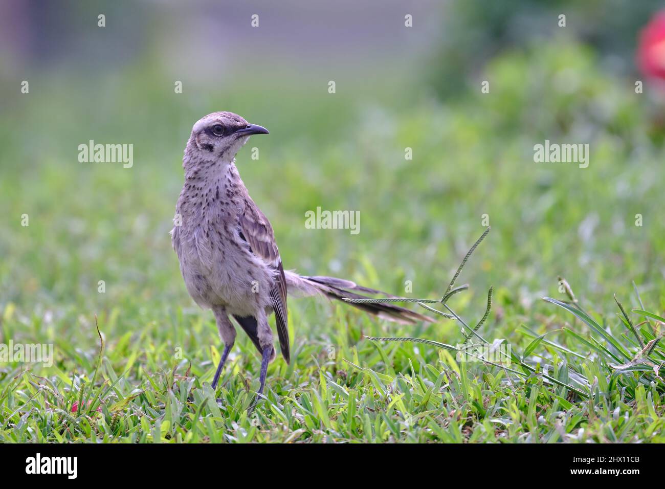 Long tailed Mockingbird (Mimus longicaudatus) perched on fresh green ...