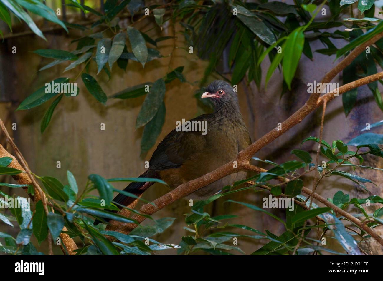 A Chaco Chachalaca, Ortalis canicollis, perched Stock Photo - Alamy