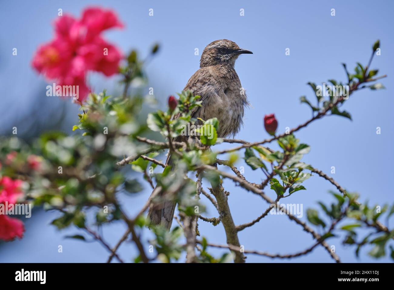 Long tailed Mockingbird (Mimus longicaudatus), perched on the branches ...