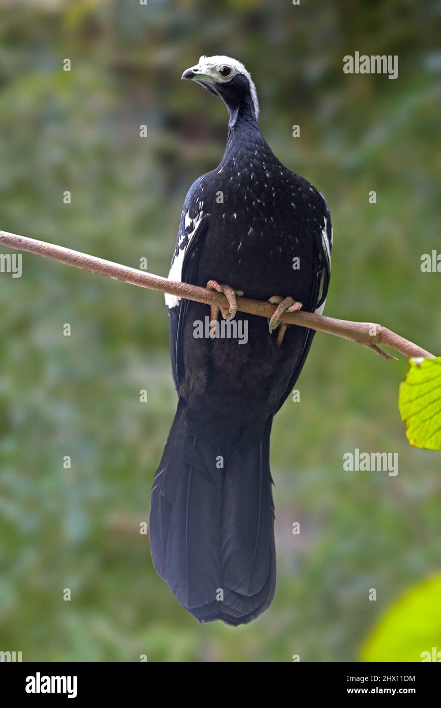 A Blue-Throated Piping Guan, Pipile cumanensis Stock Photo - Alamy