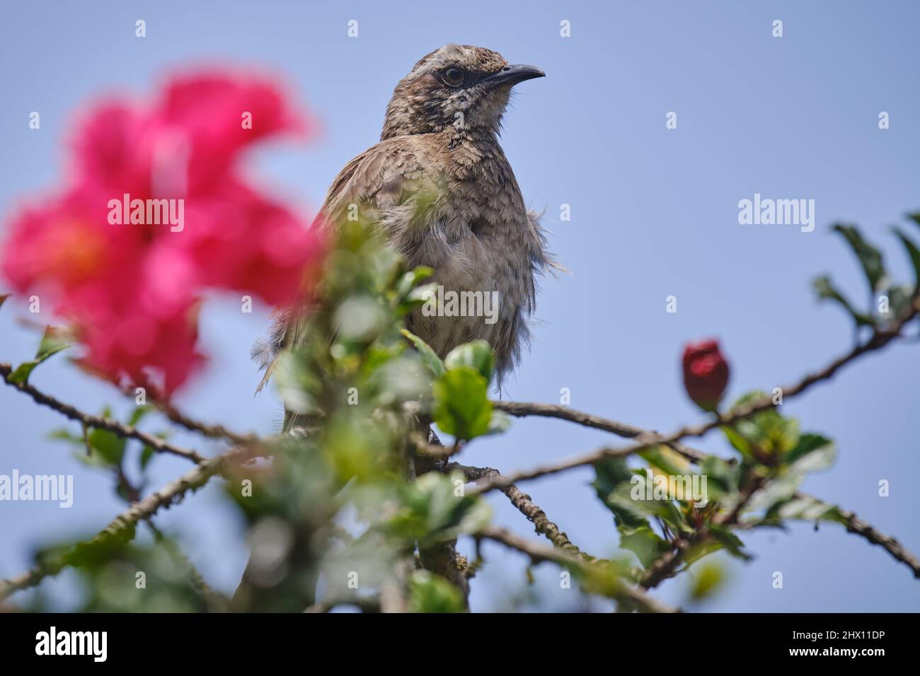 Long tailed Mockingbird (Mimus longicaudatus), perched on the branches ...