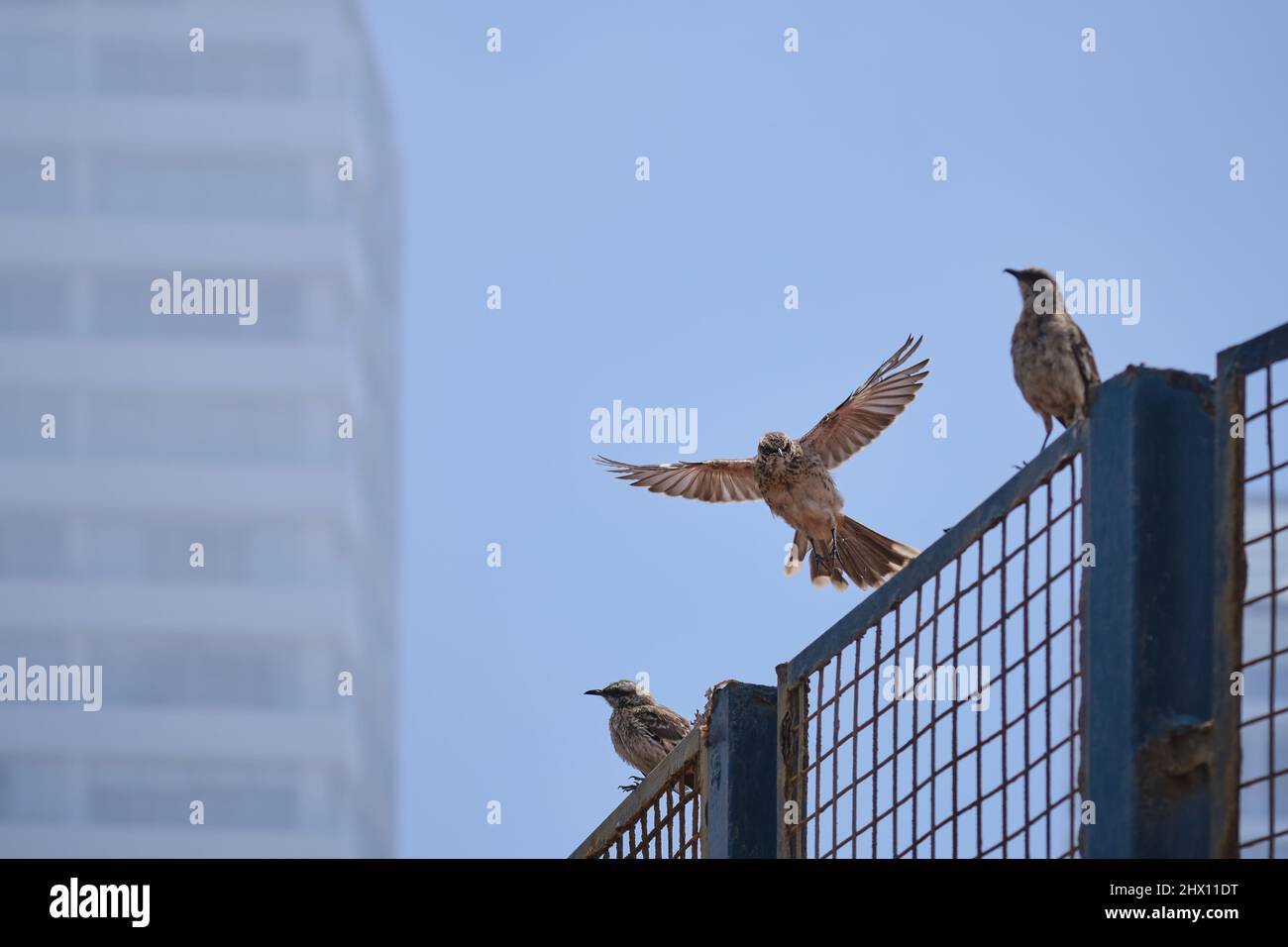 Long tailed Mockingbird (Mimus longicaudatus), flying over an urban ...